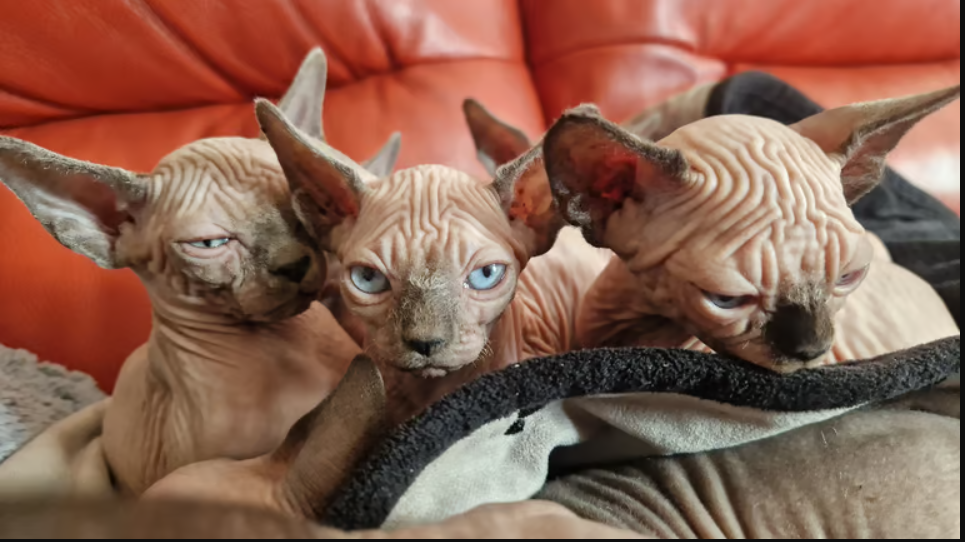 SPhynx Kittens | PurrfectoGatitos